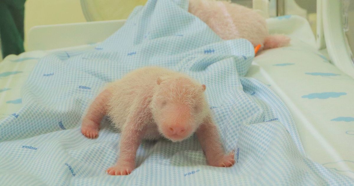 The first giant panda cub born in Indonesia squeals and squirms in park ...