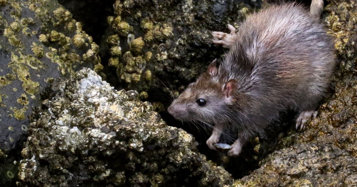 King County warns of toilet rats after record flooding | The Seattle Times