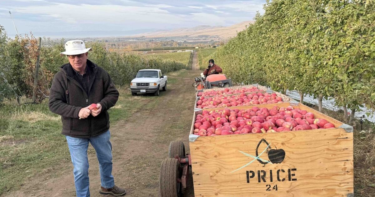 In WA orchards, immigration crackdown sows fear and uncertainty | The ...