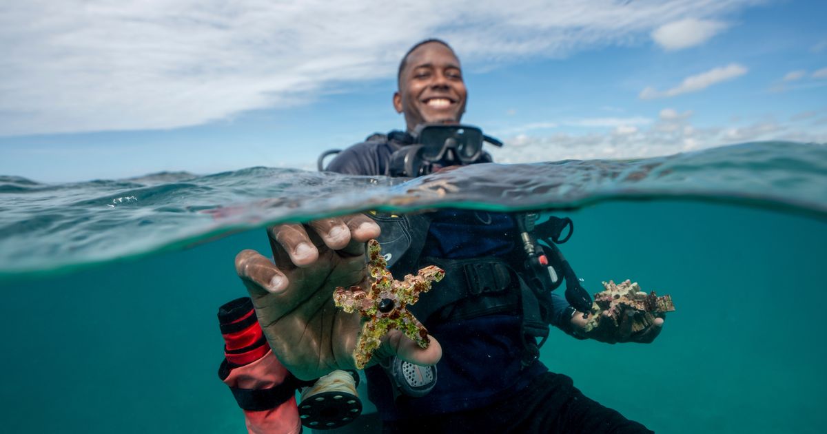 As reefs vanish, assisted coral fertilization offers hope in the ...