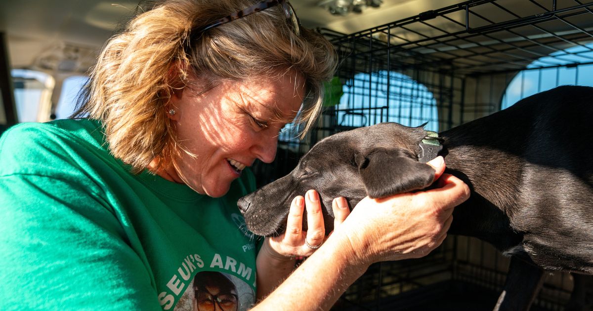 How Seuk Kim’s tragic plane crash built a volunteer army of pet ...