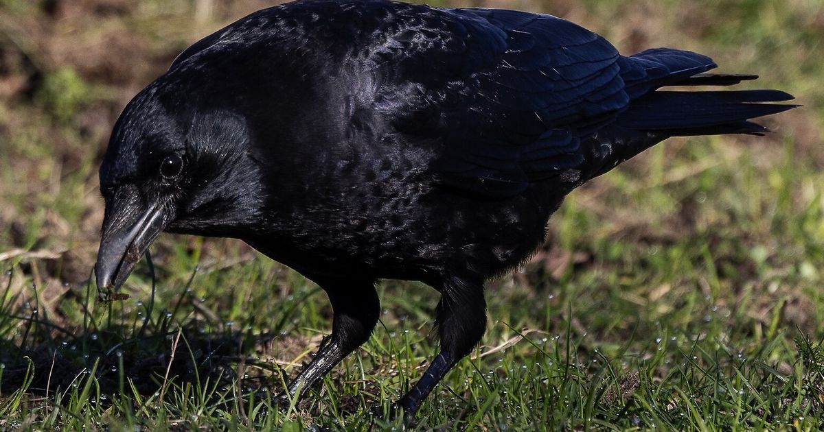 Crows murdering your lawn? Or are they looking for the real killers ...