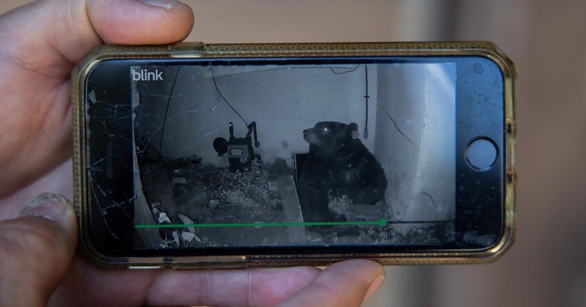 Bear under Altadena home for 6 weeks is finally evicted by paintball ...