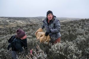 Pygmy rabbits are vital to the Columbia Basin. Will they survive? | The ...