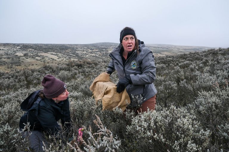 Pygmy rabbits are vital to the Columbia Basin. Will they survive? | The ...