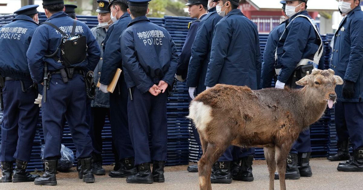 Sacred deer wander through Japan’s ancient capital during Japan-South ...