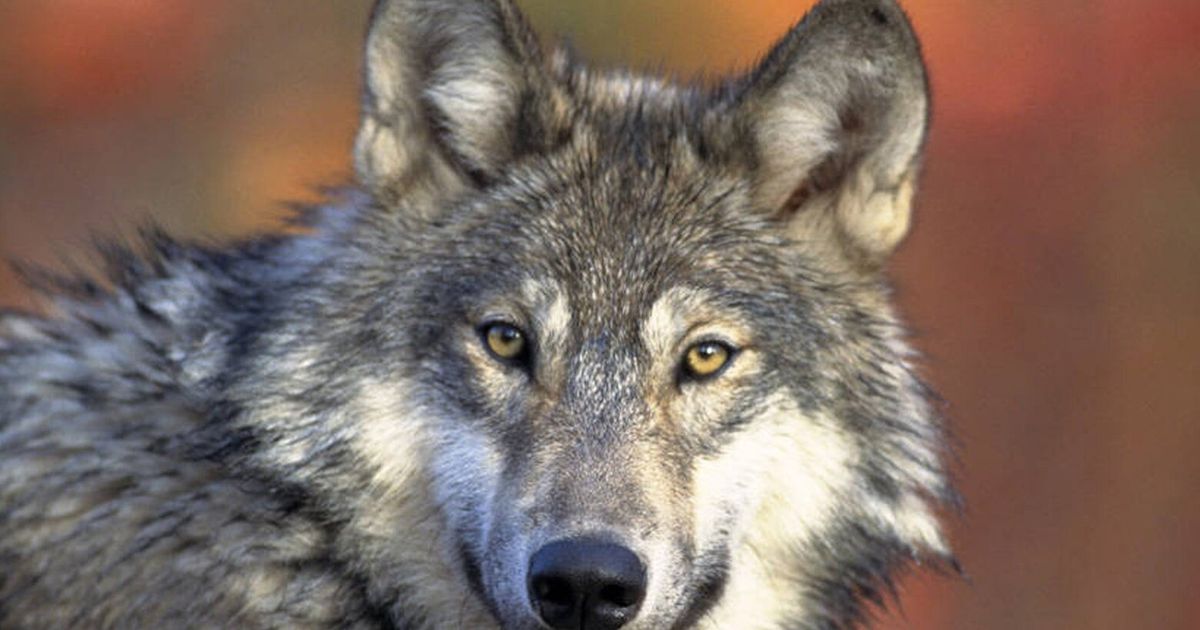 WA wolf numbers jump after slight decline | The Seattle Times