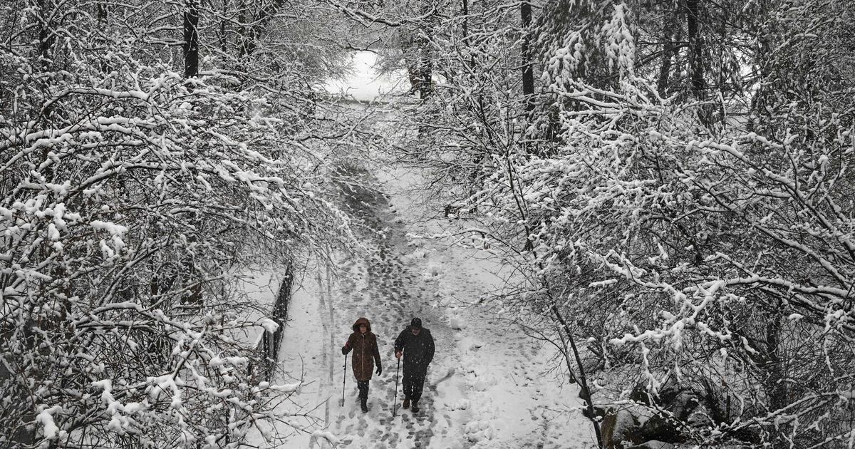 No, trees don’t explode when it gets cold, but they do go pop | The ...