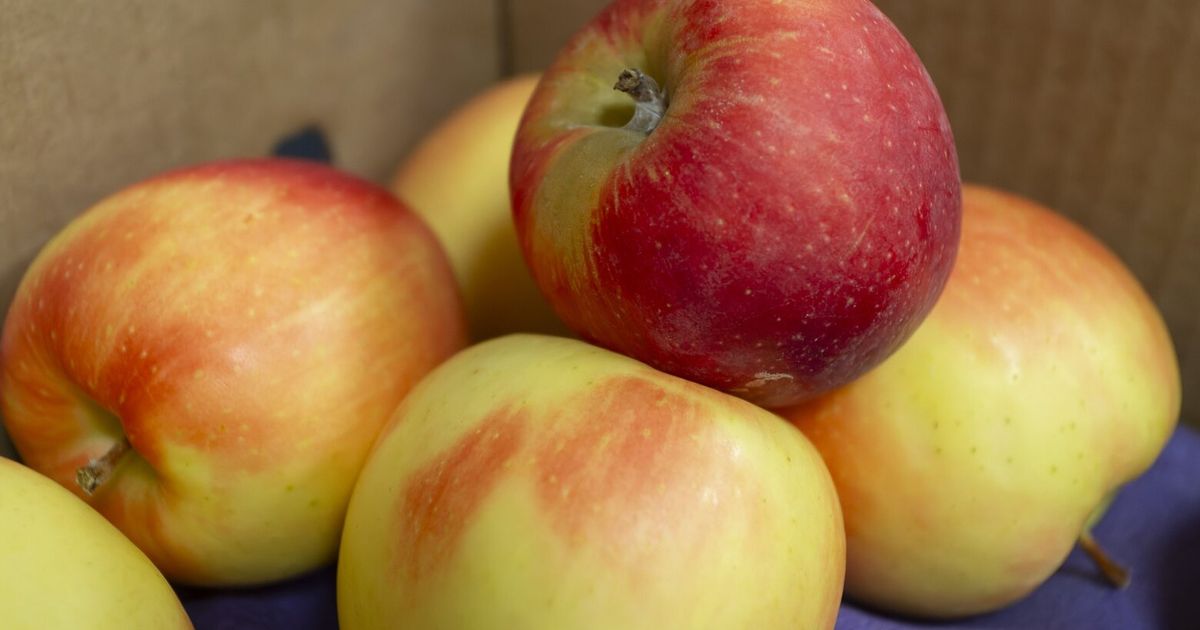 WSU’s new Sunflare apple variety gets its first taste | The Seattle Times