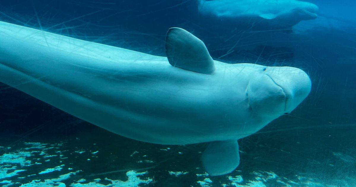 Canadian beluga whales could find new homes in United States | The ...