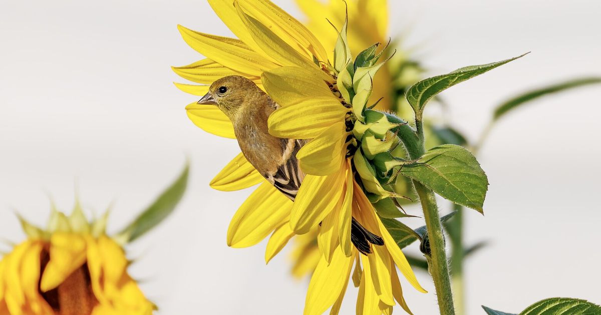 UW Farm flowers frame a feathered friend | The Seattle Times