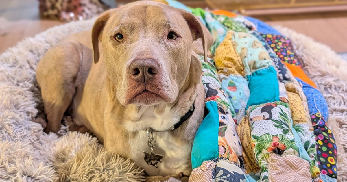Hygge for pets enhances their lives and ours | The Seattle Times