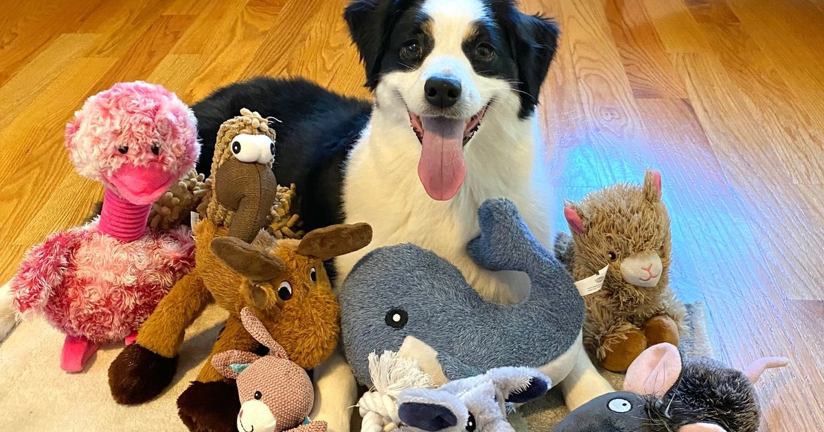 Some gifted dogs can learn new toy names by eavesdropping on owners ...