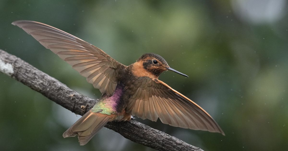 An ancient forest in Ecuador is the last stand for a tiny hummingbird ...