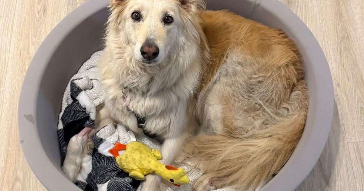 Rescuers use drone technology to find dog that escaped along New Jersey ...