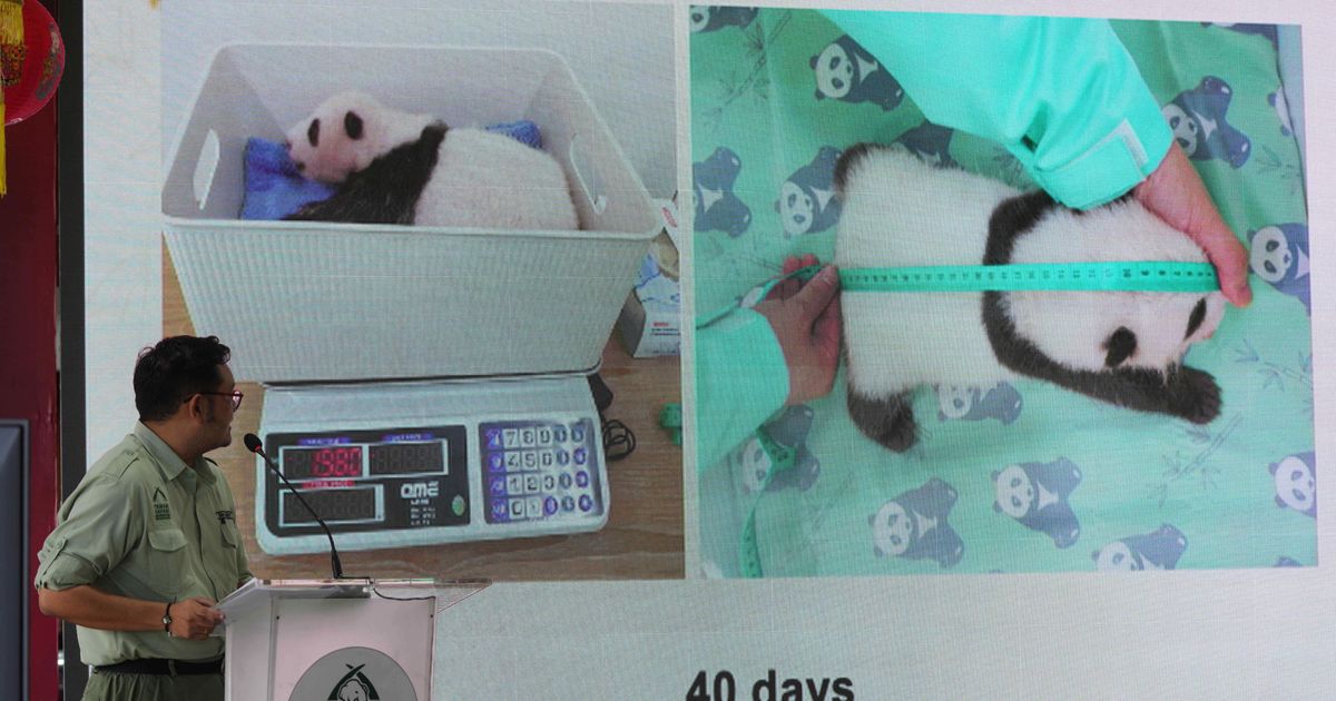 Indonesia’s panda cub Rio thriving 40 days after birth | The Seattle Times