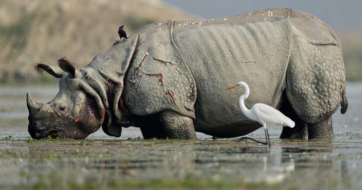 Photos show migratory birds after their arrival at an Indian wildlife ...