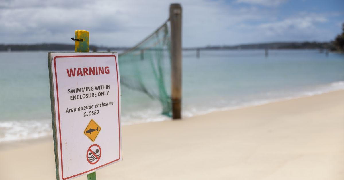 Man and boy critical after three shark attacks in Sydney in just over ...