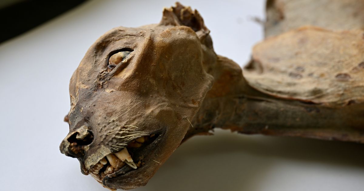 Mummified cheetahs found in Saudi caves shed light on lost populations ...