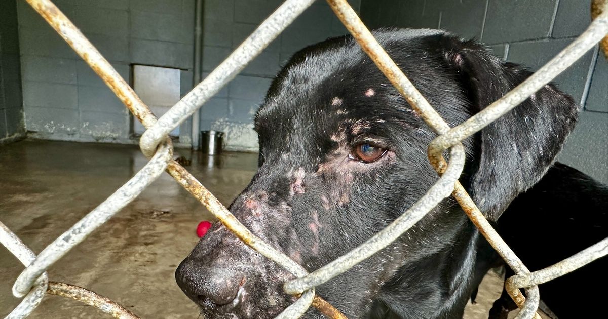 Animal advocates rush to save more than 200 dogs in Mississippi before ...