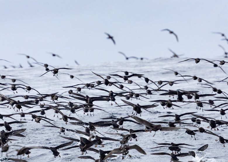 The seabirds of Destruction Island off WA reveal impacts of climate ...
