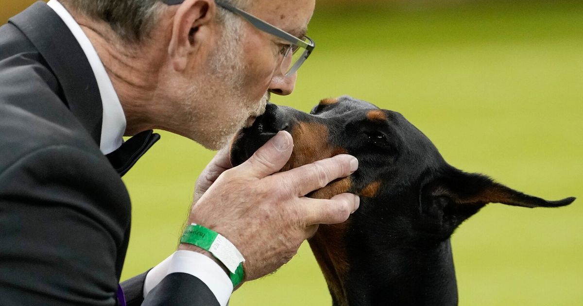 WA handler Andy Linton wins Westminster Dog Show despite health issues ...