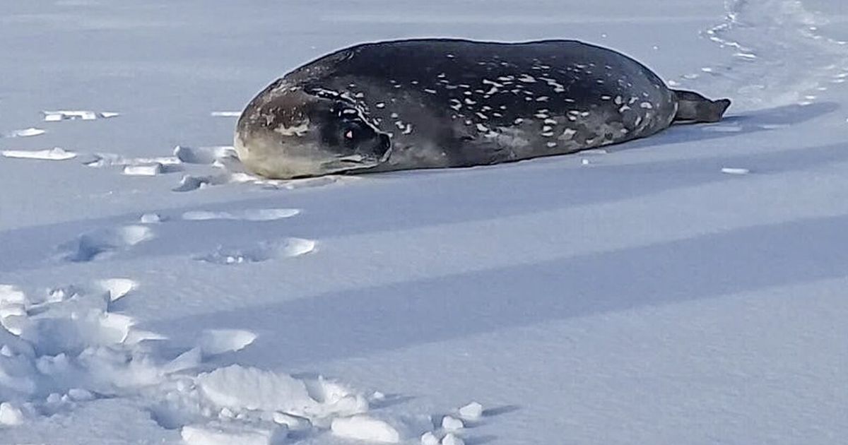 Antarctica’s best ocean explorers have whiskers and love to lounge ...