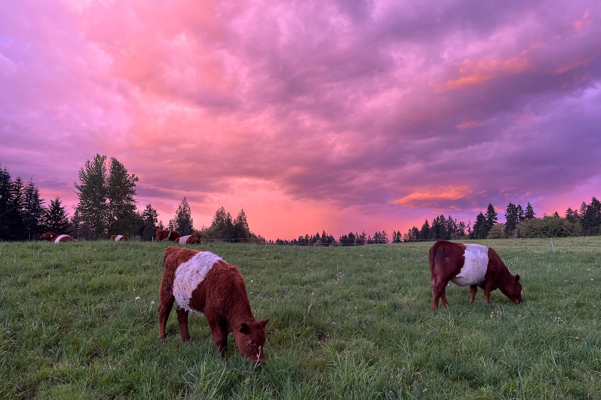 Carnation Farms | Advertisers | The Seattle Times