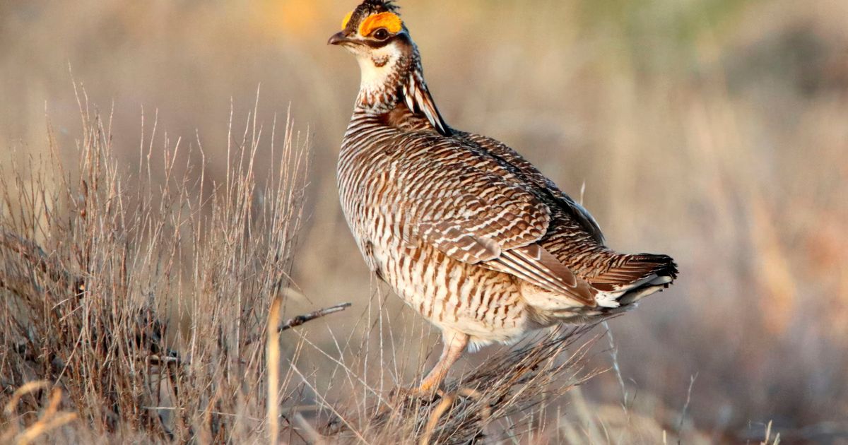 Trump administration ends protections for rare dancing prairie bird ...