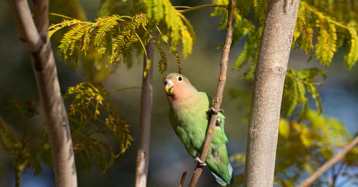 What we can learn from lovebirds, the rare birds that mate for life ...
