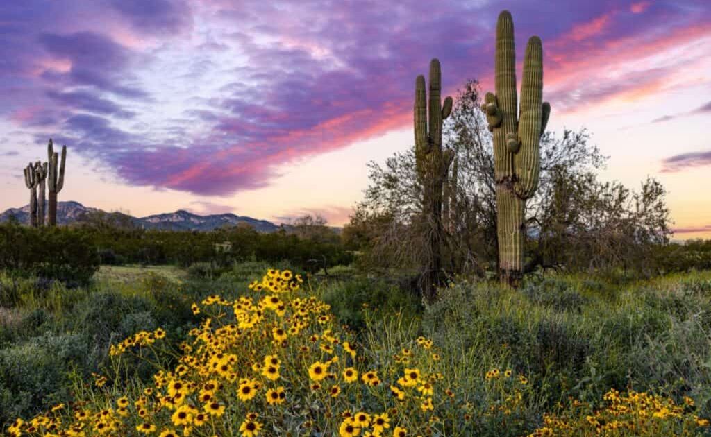 What to see and do when the desert is in bloom | The Seattle Times