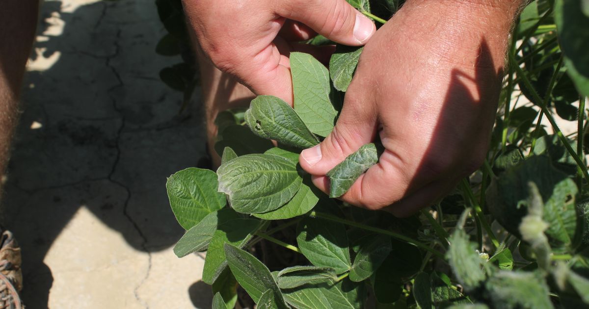 Trump administration approves weed killer dicamba for two common ...