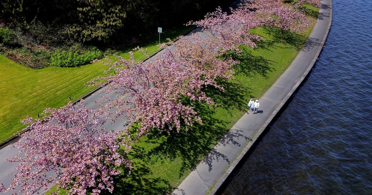 See cherry blossoms on these Seattle-area urban hikes | The Seattle Times