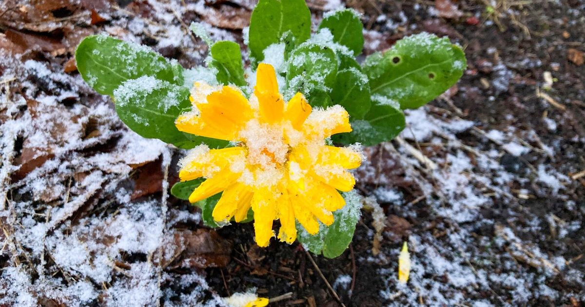 Seattle weather: Snow, sun, showers and a warmup for spring’s arrival ...