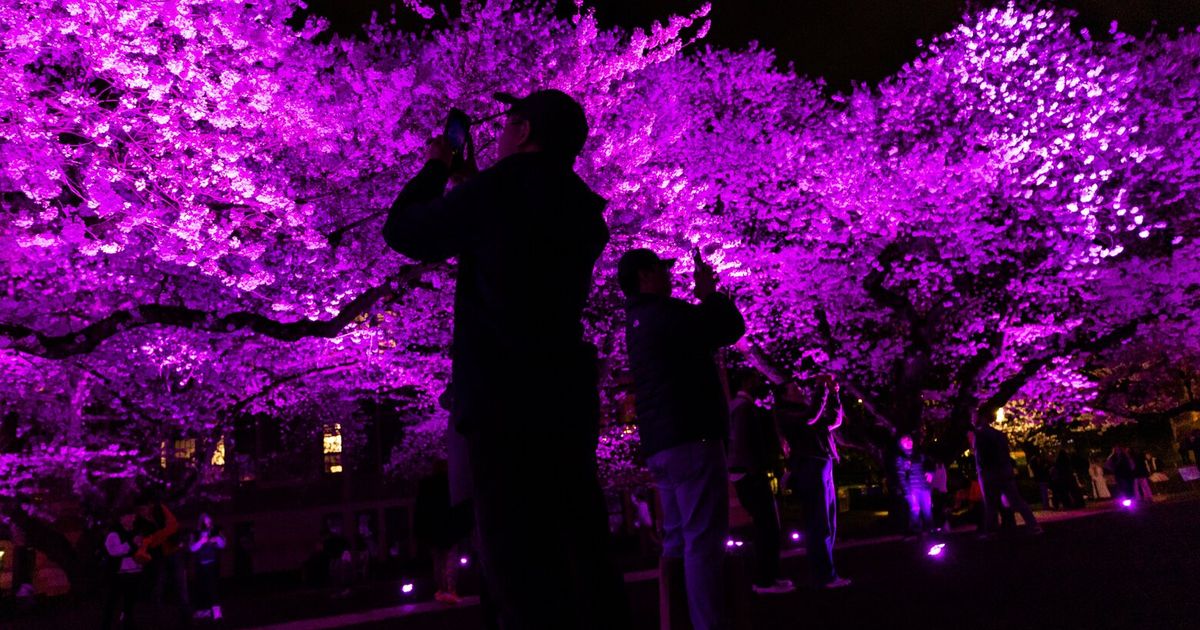UW’s cherry blossoms in Seattle were lit up at night for the first time ...