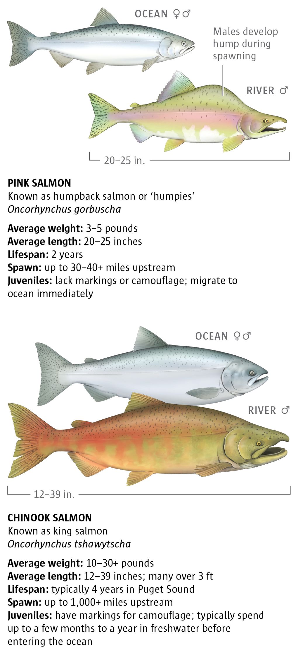 Why this salmon species, unlike others, is booming in the Northwest ...