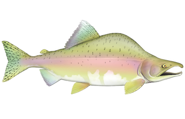 Why this salmon species, unlike others, is booming in the Northwest ...