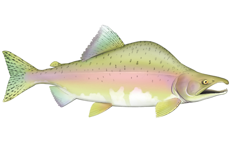 Why this salmon species, unlike others, is booming in the Northwest ...