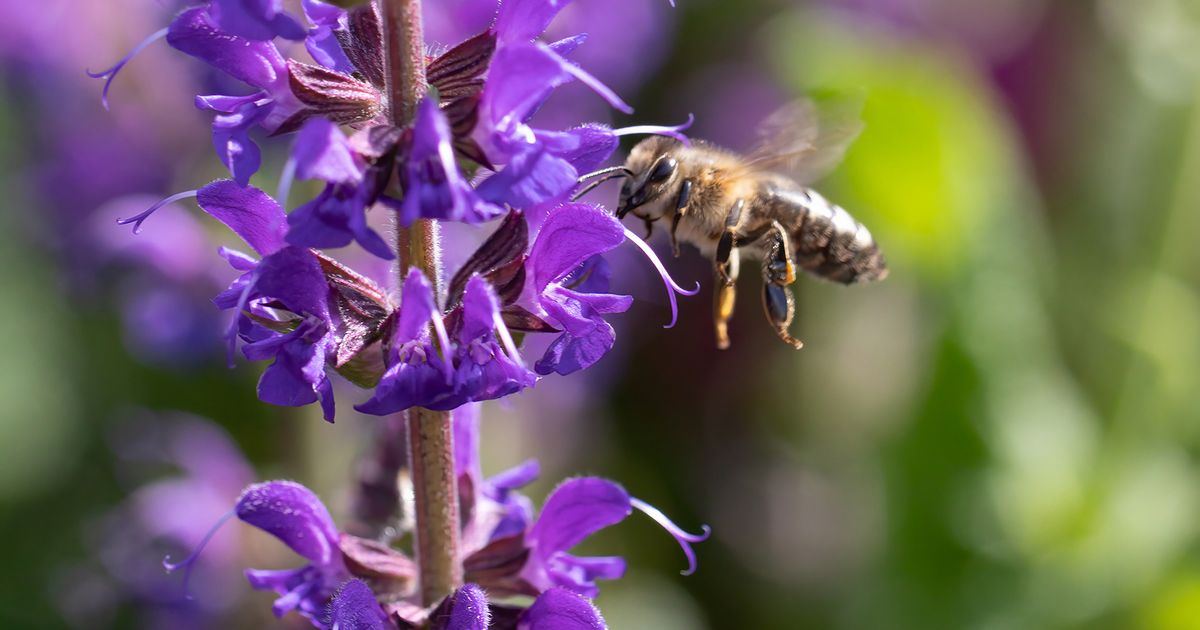 Add flowering plants to attract more bees | The Seattle Times