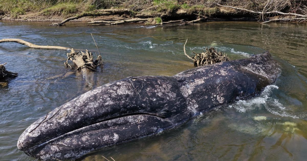 Gray whale was in ‘very debilitated state’ before it died in Willapa ...
