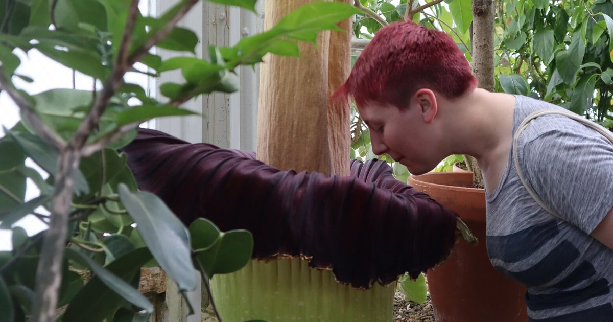 Mount Holyoke’s corpse flower blooms again, drawing crowds to its ...