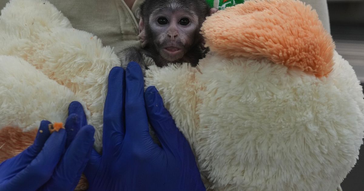 Meet Yuji, the Mexican baby monkey finding comfort in a plush companion ...