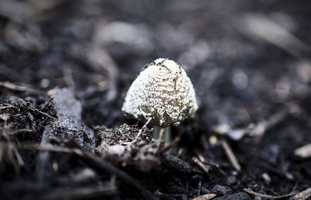 New schoolyard forest in Seattle teaches ecology, personal agency and ...