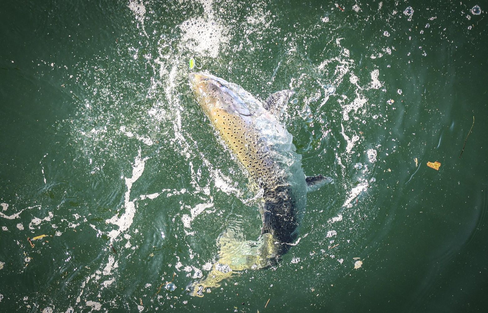 How a dad discovered Puget Sound pier fishing for his son’s first catch ...