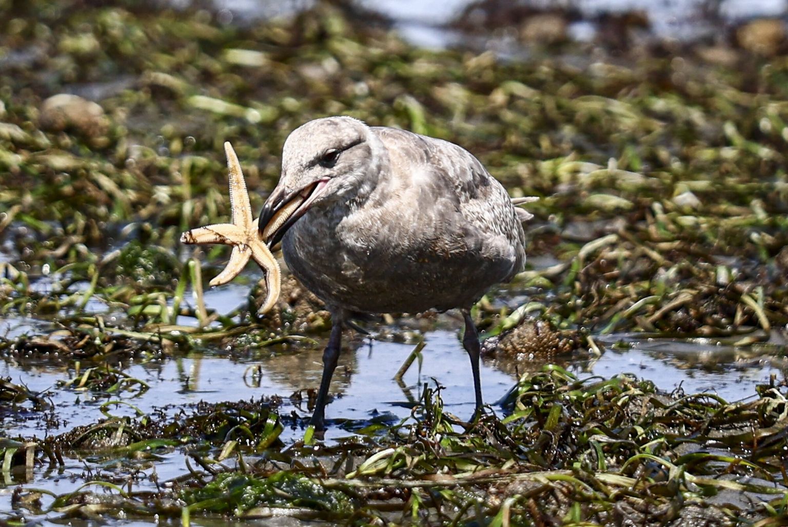 Seattle’s lowest tides in May arrive in broad daylight | The Seattle Times