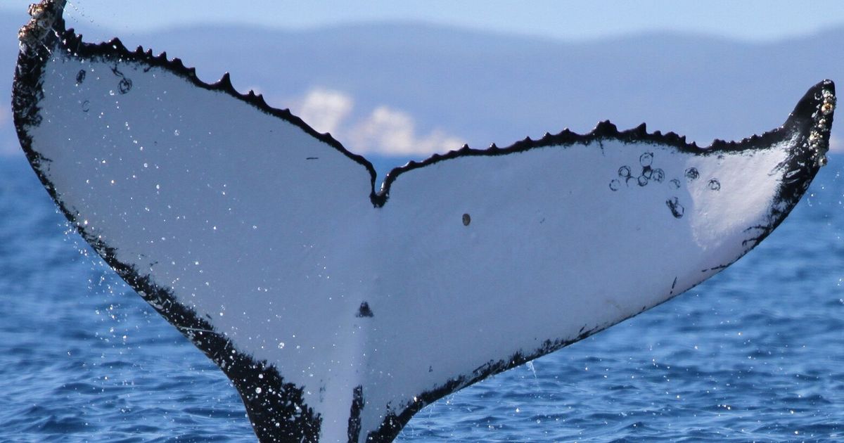 Two humpback whales set records swimming between Australia and Brazil ...