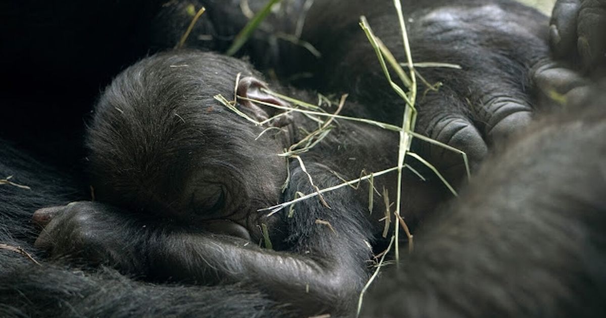 First of 2 pregnant gorillas gives birth at Seattle zoo | The Seattle Times