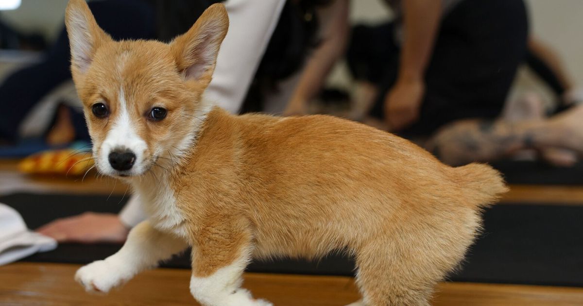Corgi puppy yoga is absolutely as adorable as you think | The Seattle Times