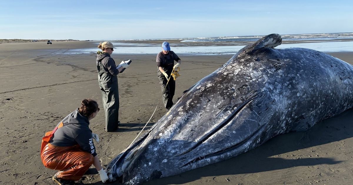 Gray whales are declining at an alarming rate. Why? | The Seattle Times