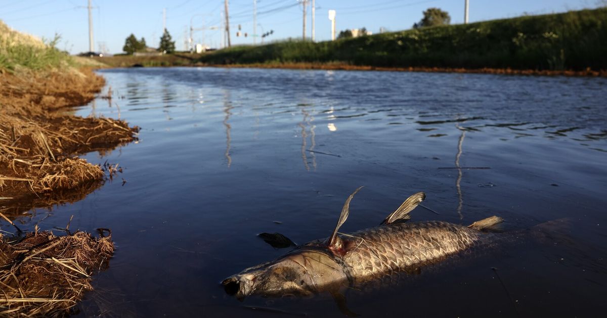 Longview dead fish count grows eightfold after pulp mill disaster | The ...
